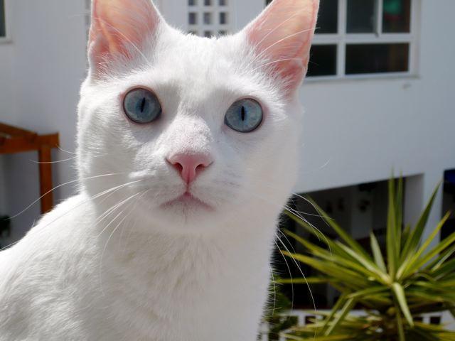 Cómo cuidar a mi gato sordo 7 pasos