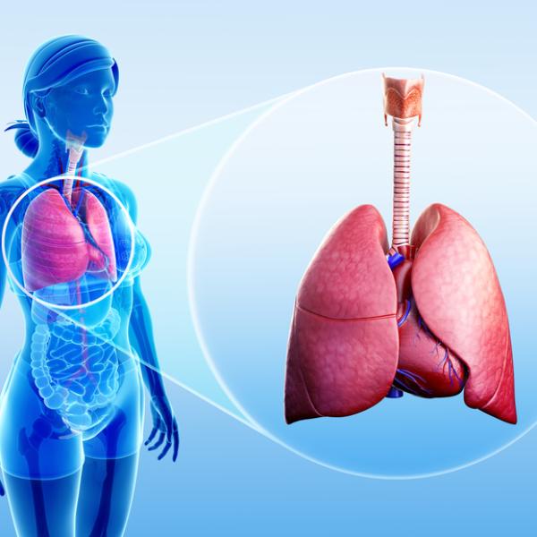 Anatomía Del Tracto Respiratorio Funciones Del Sistema Respiratorio