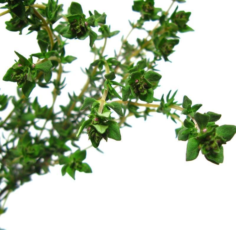 Cómo cuidar el tomillo - 6 pasos