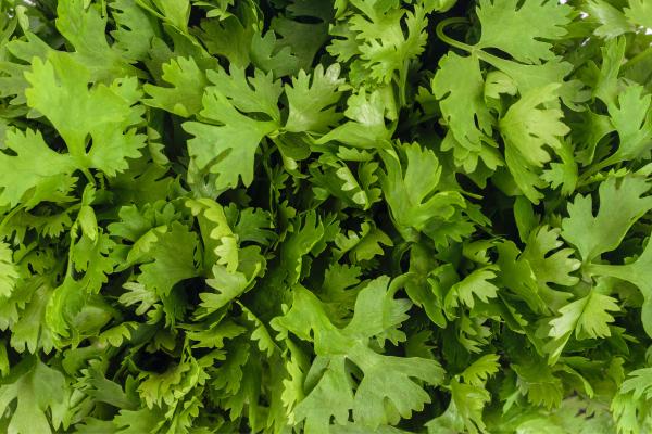 ¿Por qué a algunas personas el cilantro les sabe a jabón? Conoce el gen ...