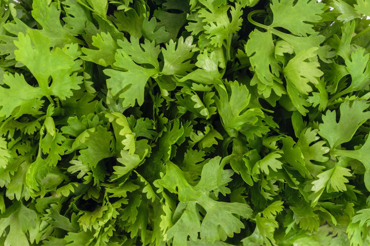 ¿Por qué a algunas personas el cilantro les sabe a jabón? Conoce el gen ...