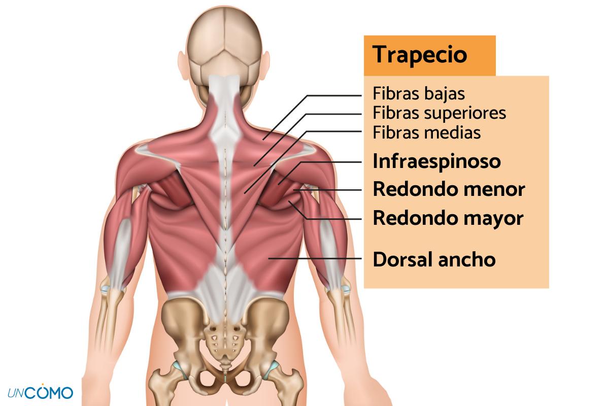 trapecio músculo