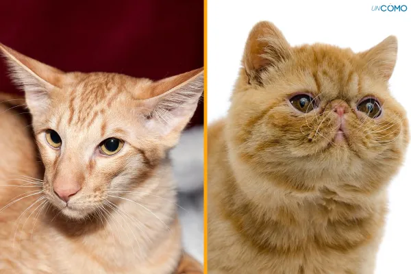 Gatos Peludos De Color Naranja Gatos Tricolores ¿Cuál Es La