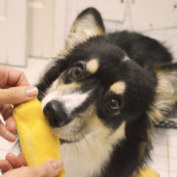 Son Los Mangos Seguros Para Perros O Gatos