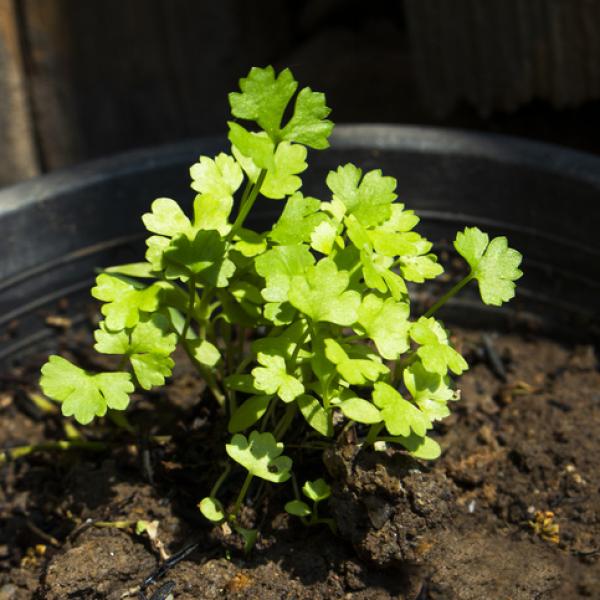 Imágenes De Cultivo De Cilantro A Partir De Semillas