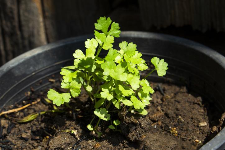 Cómo sembrar CILANTRO en casa - ¡Con o sin semillas!