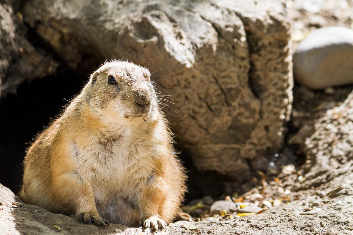 Día de la Marmota: qué es y dónde se celebra - ¡Descubre todo sobre este día del año tan peculiar!