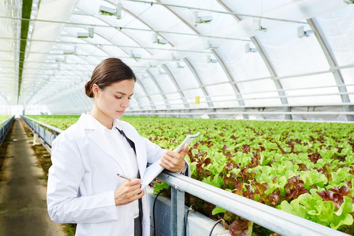 Qué son las Plantas Transgénicas - Guía con Ejemplos y Fotos