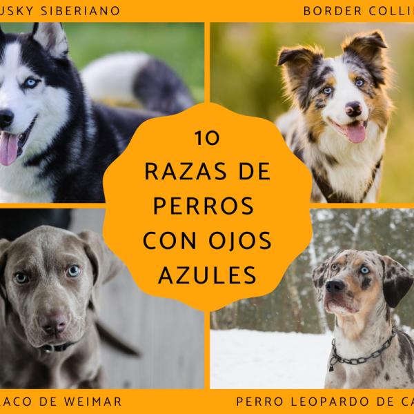 Razas De Perros De Ojos Azules Arctic Malamute Con Ojos Azules Bozal