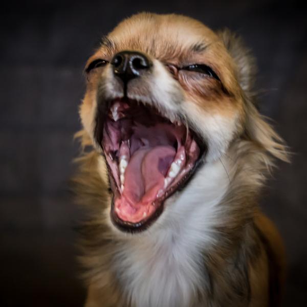 Cómo Puedo Ayudar A Mis Perros Con Dolor De Boca