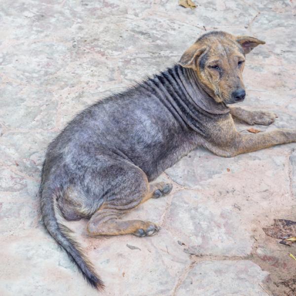 Que Pasa Cuando La Piel De Un Perro Se Pone Negra