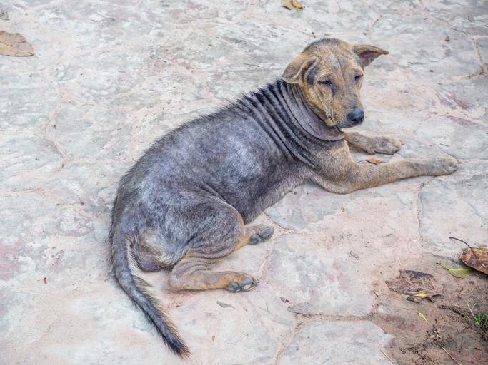 Por qué mi PERRO tiene la PIEL NEGRA - Causas principales