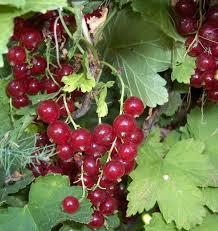 Cómo cultivar grosella - 7 pasos