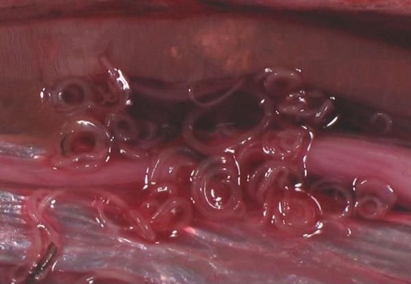 Cómo eliminar el anisakis del pescado - lo que necesitas saber