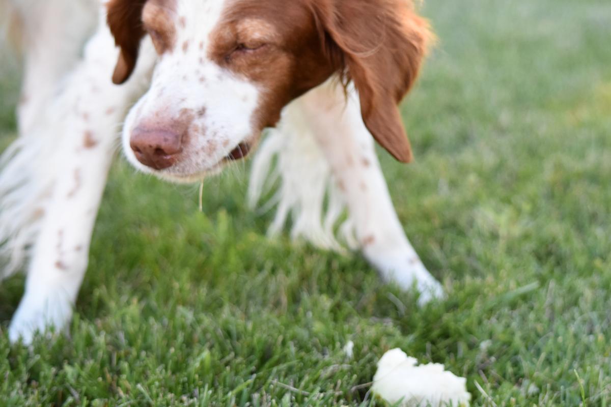 ¿Los perros pueden comer pera? Descubre sus beneficios y cómo darles ...