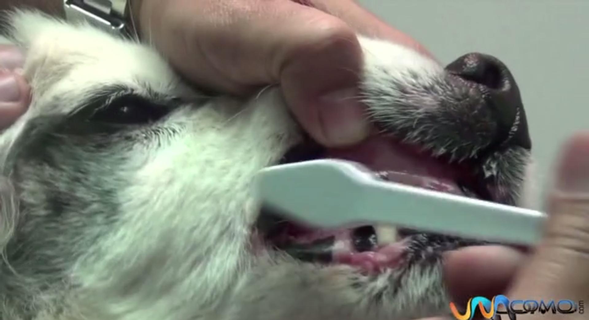 Cómo cepillar los dientes del perro