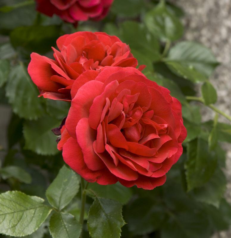 Cómo cuidar un rosal - 8 pasos