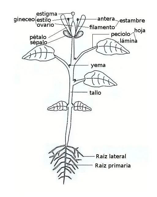 Las Partes De Una Planta Las Partes De La Planta