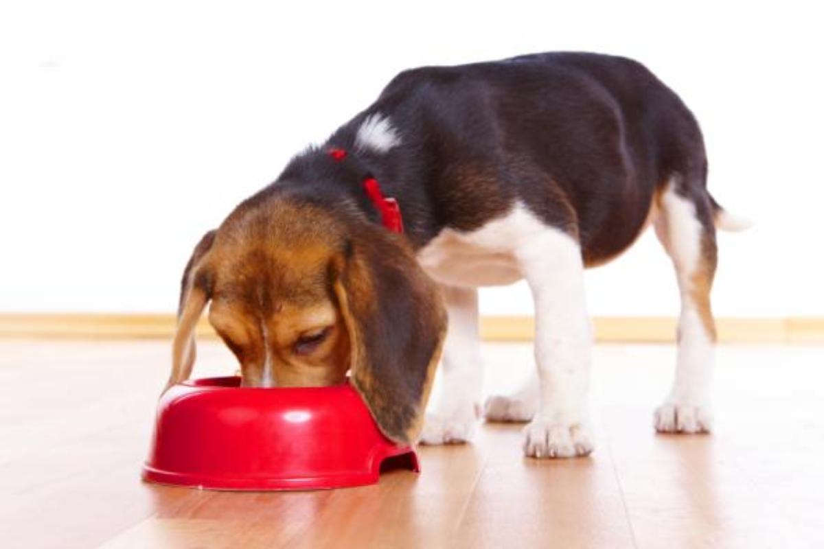 Remedios caseros para la tos de mi perro - Tratamientos naturales para ...