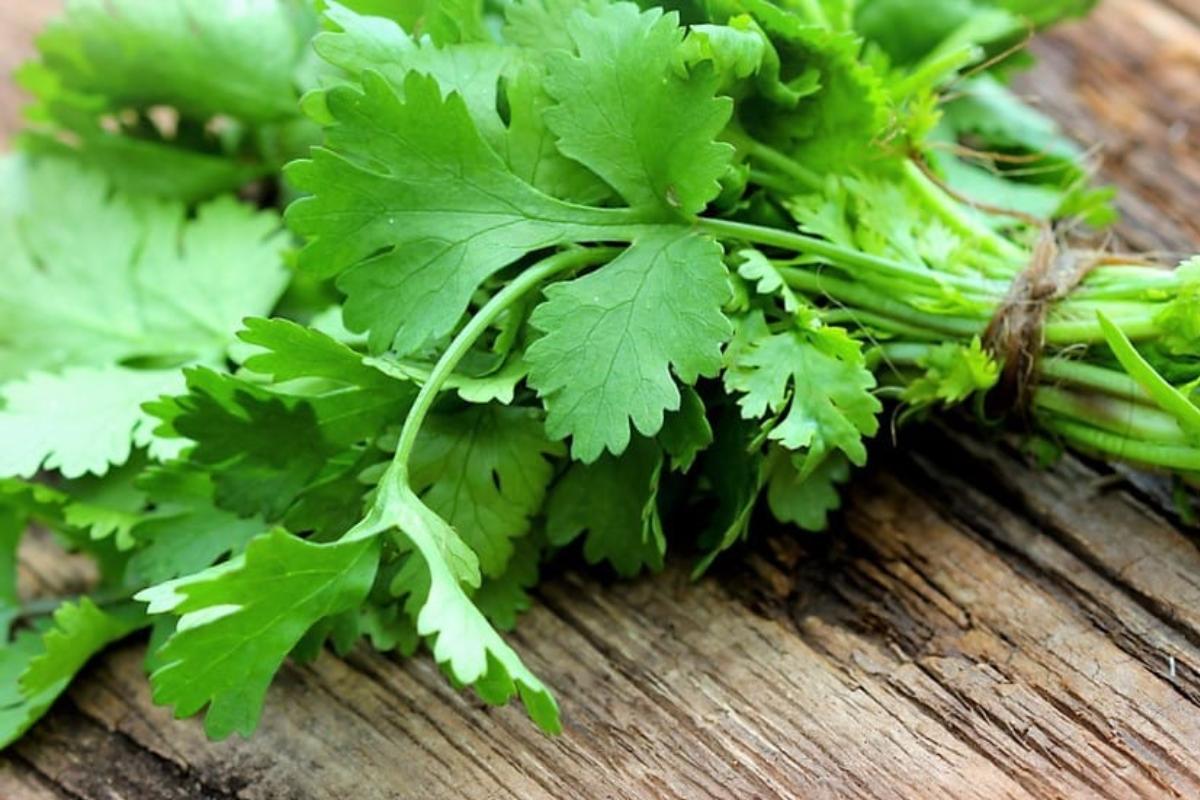 55 plantas medicinales y para qué sirven - ¡Con imágenes!