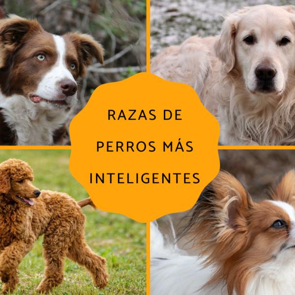 Son Border Collies O Caniches Los Perros Mas Inteligentes
