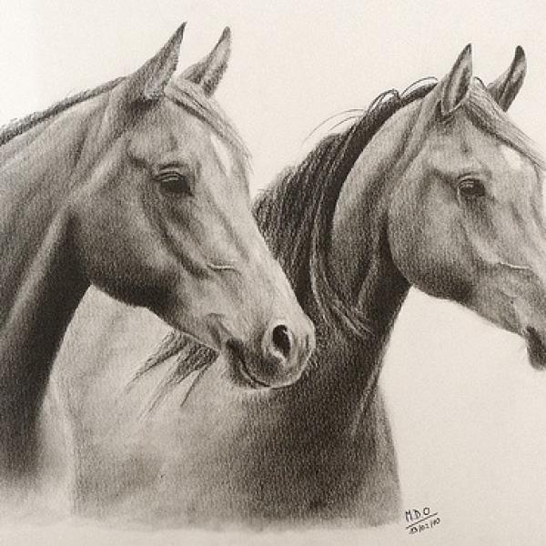 Dibujos A Lapiz De Caballos