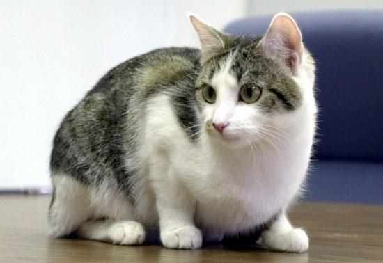 Cómo saber si un gato tiene PIF