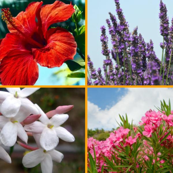 Plantas De Exterior Que Requieren Poca Agua 1000x567