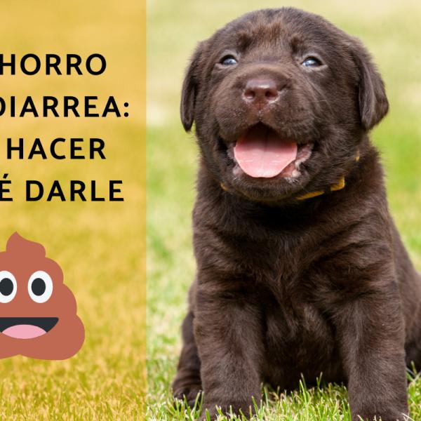 Por Qué Mi Cachorro Hace Caca De Mucosidad