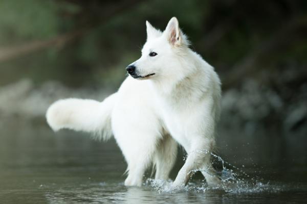 Razas De Cachorros Blancos Y Negros Información Sobre La Raza De