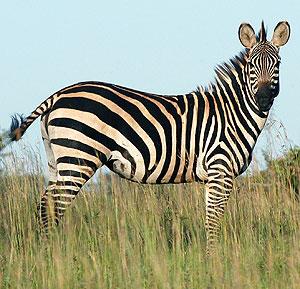 Cuáles son los animales más rápidos del mundo