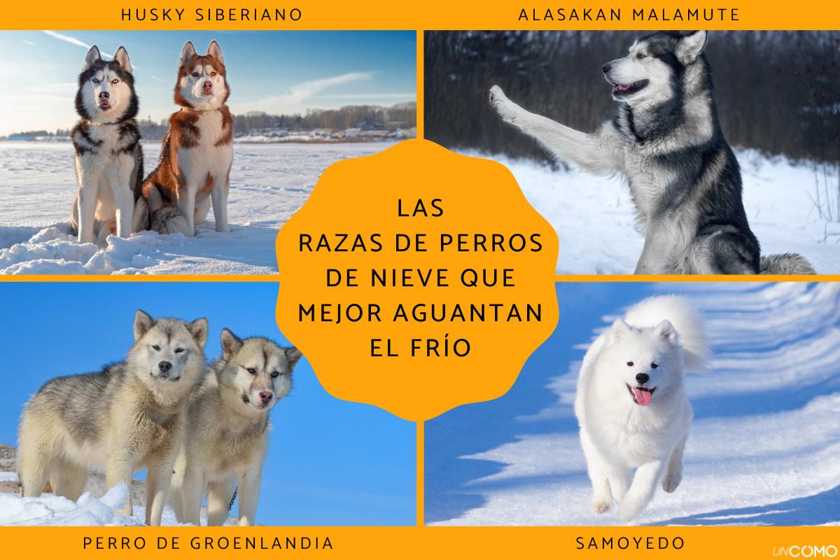 Las razas de perros de nieve que mejor aguantan el frío
