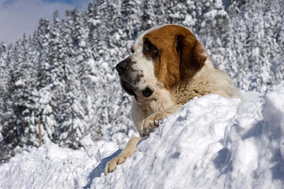 Las razas de perros de nieve que mejor aguantan el frío