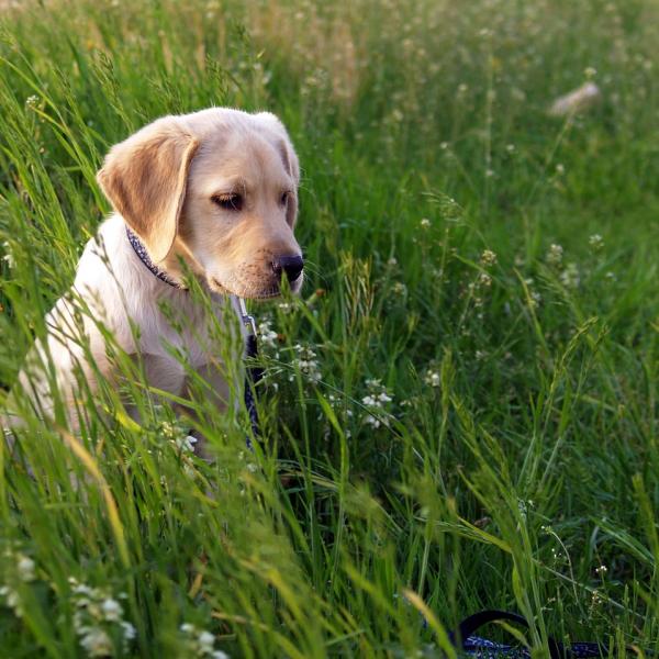 Con Qué Frecuencia El Ciclo De Calor Para Labrador Retriever