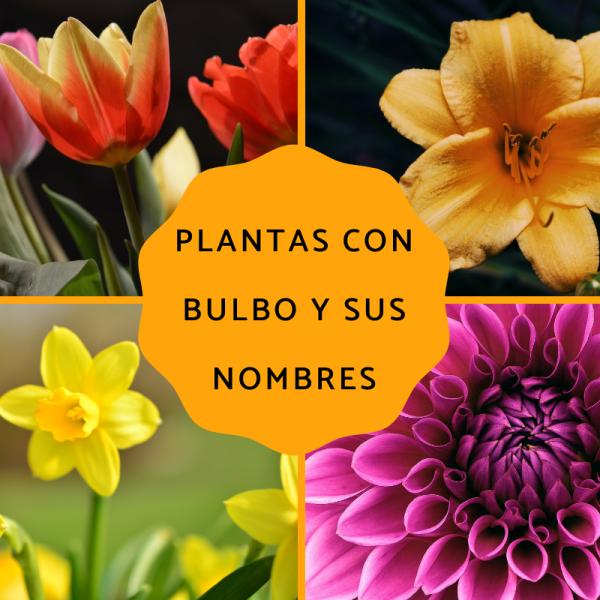 Ejemplos De Plantas Con Flores