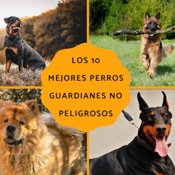 Son Buenos Perros Guardianes