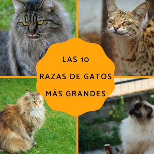 Diferentes Tipos De Gatos ¡Conoce Los 4 Tipos De Gatos Que Tengo!