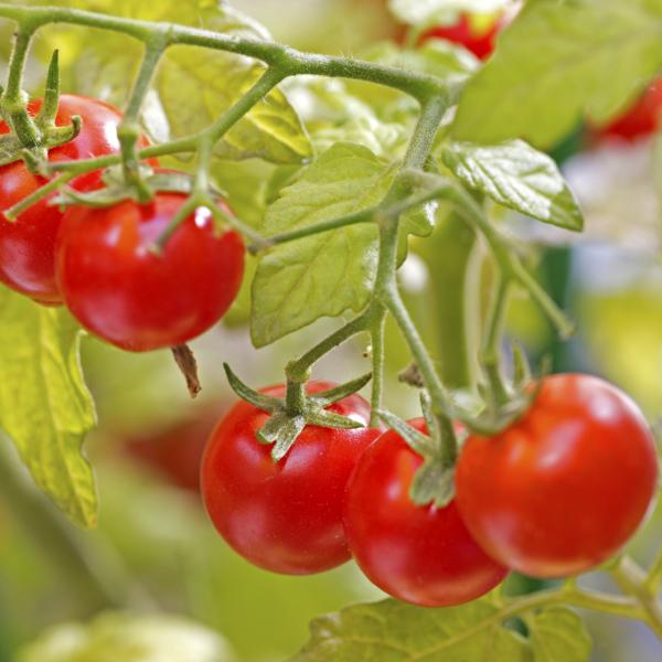 Cultivo De Tomates Tipo Bistec En Macetas Cultivar Tomates En Macetas