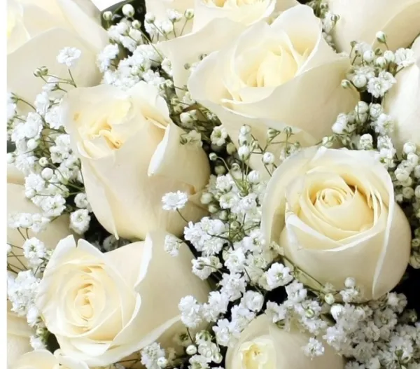 rosa blanca significado sueño