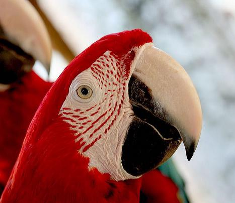 Cómo enseñar a un loro a hablar - 7 pasos