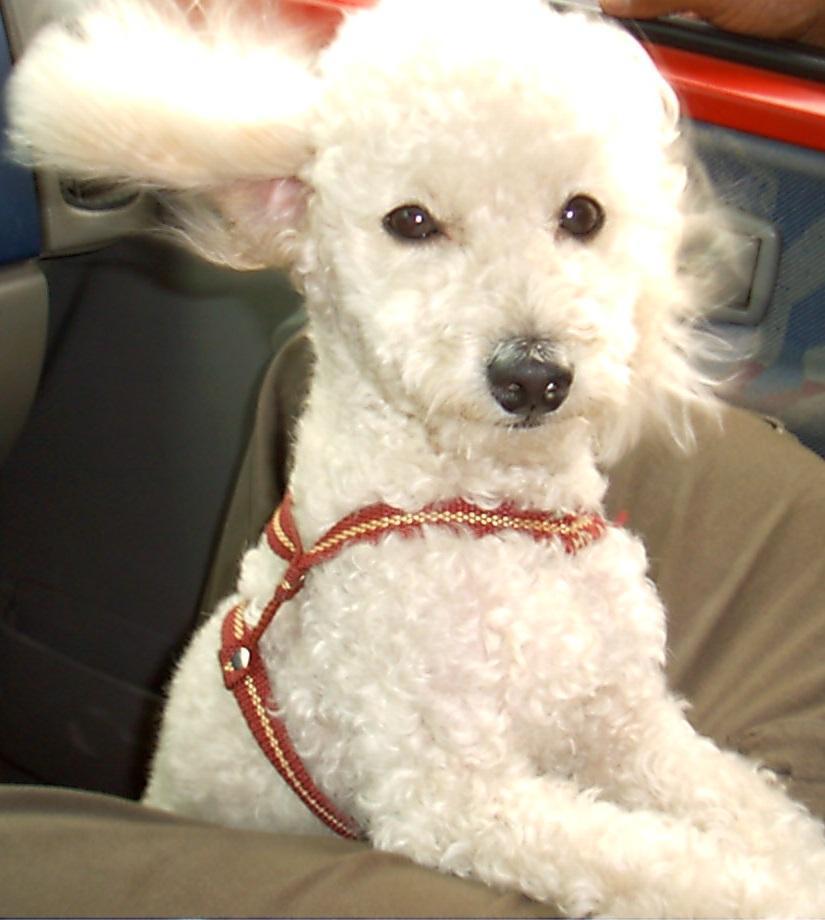 Cómo viajar con mi perro en coche - 7 pasos