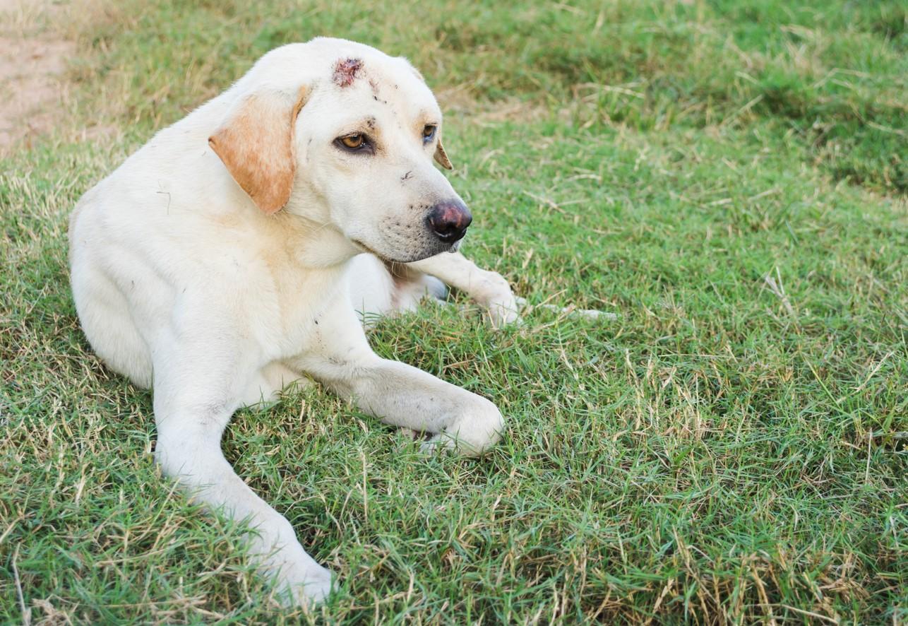 Cómo curar heridas con gusanos en perros - Conoce el tratamiento para ...