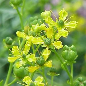 Cuáles son las propiedades curativas de la ruda - 5 pasos