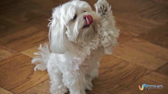 Cómo es el perro Bichón Maltés