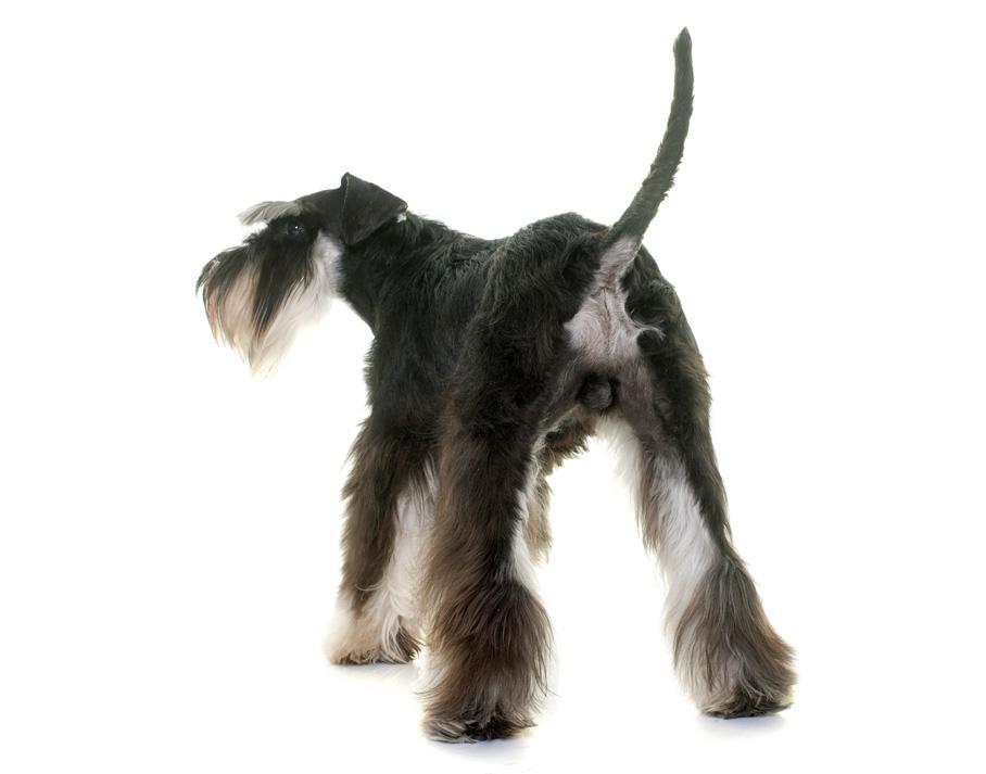 Causas Y Tratamiento De Las Glándulas Anales Inflamadas En Perros