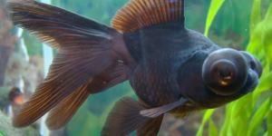 Cómo cuidar un pez cometa - 7 pasos