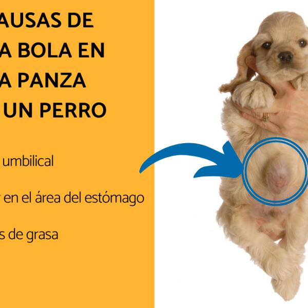 Por Qué Mi Perro Tiene Bultos En La Piel