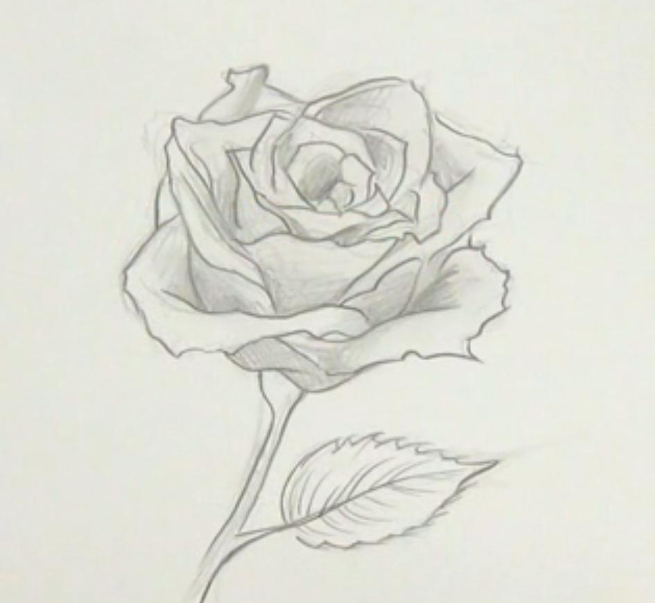 Cómo dibujar una rosa
