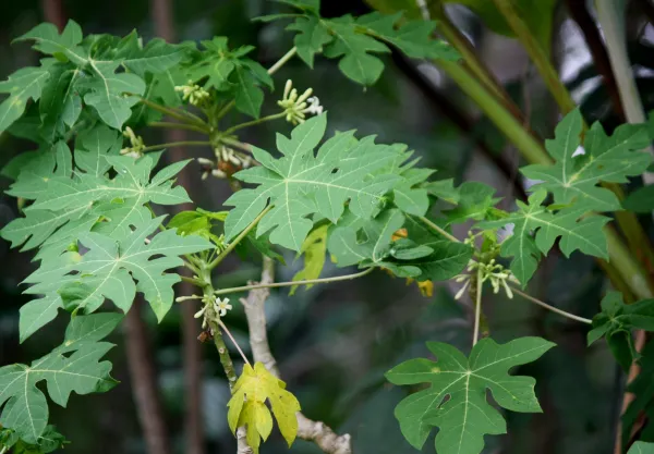 Arbol De Papaya Macho