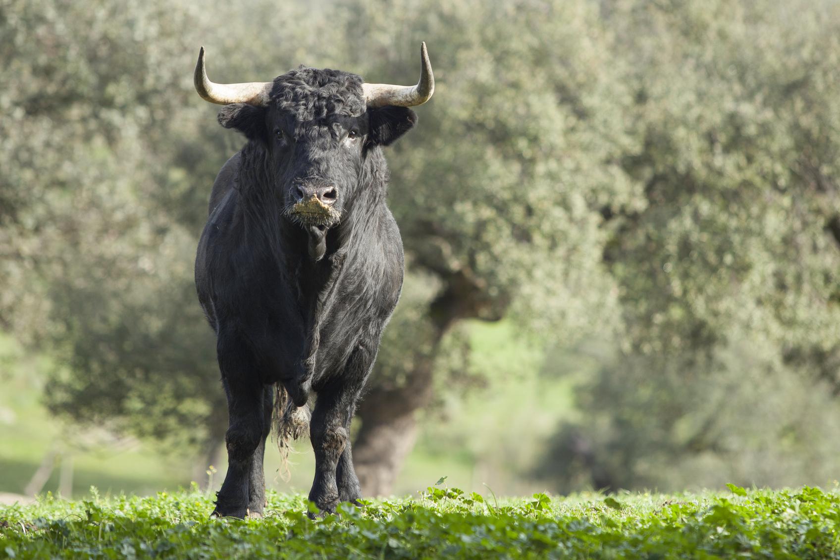 Significado del toro como animal de poder